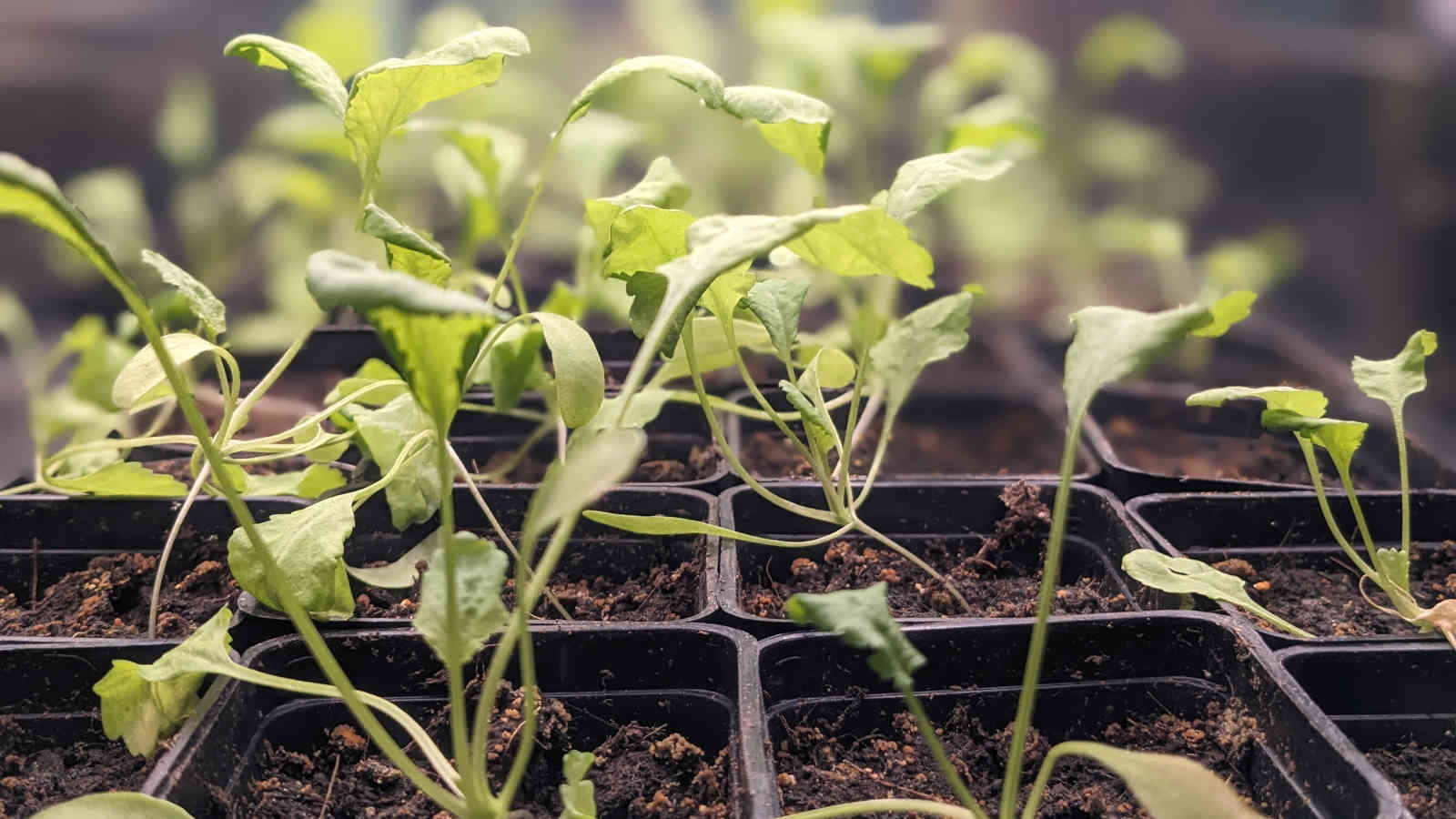 Climatic cells - IRET